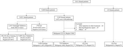 Frontiers | Development and validation of a deep learning model for breast lesion segmentation ...